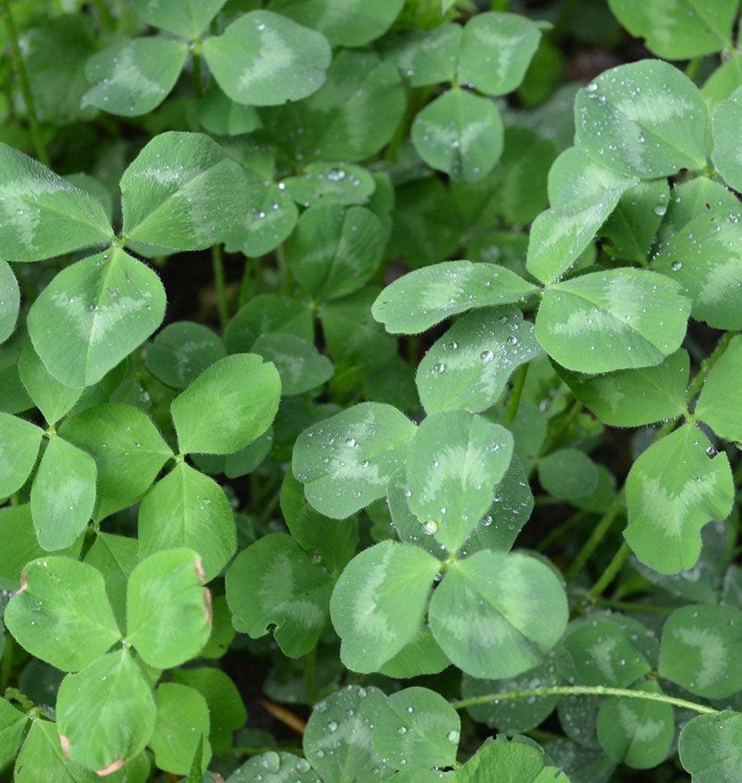 4 Oz. Seminole Ladino Clover Seeds - Etsy