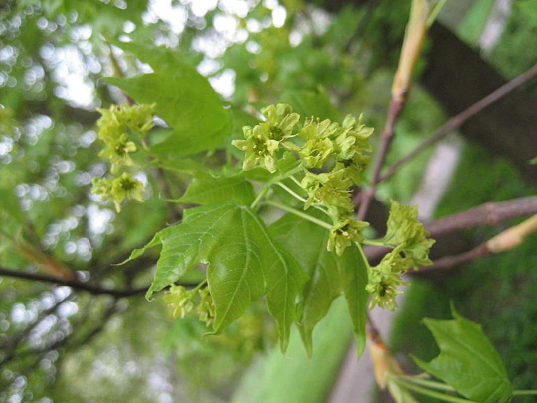 5 Mono Maple Tree Seeds - Etsy