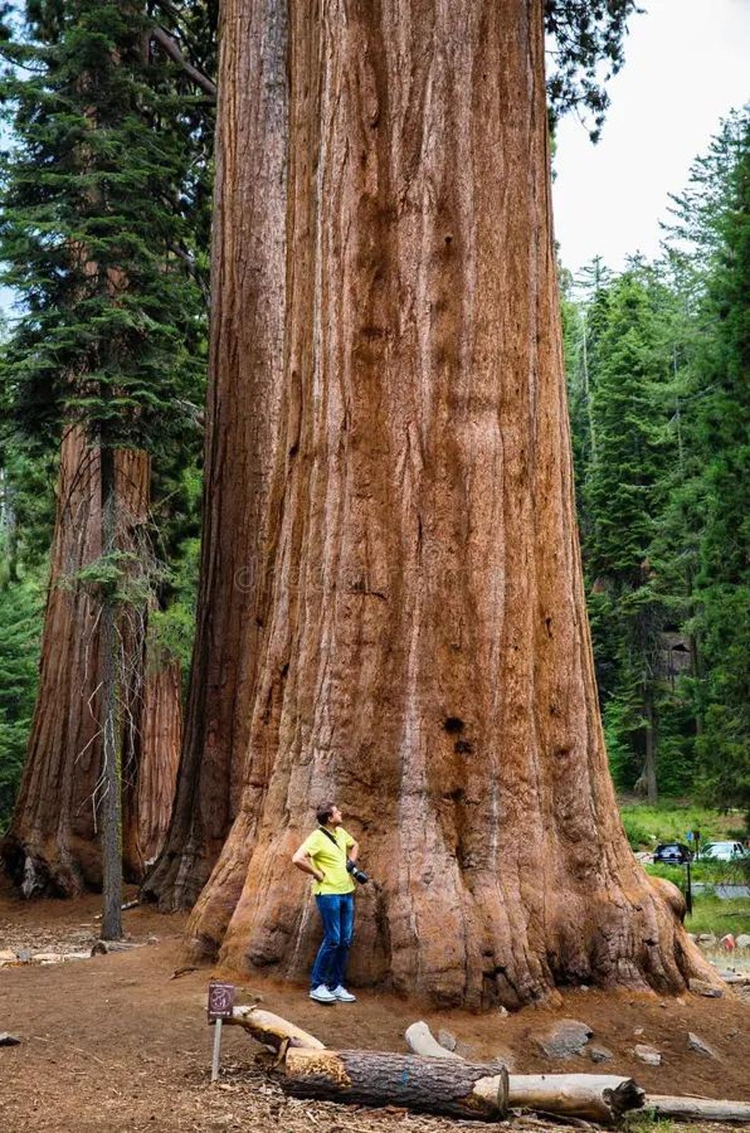 10 Giant Sequoia Tree Seeds - Etsy