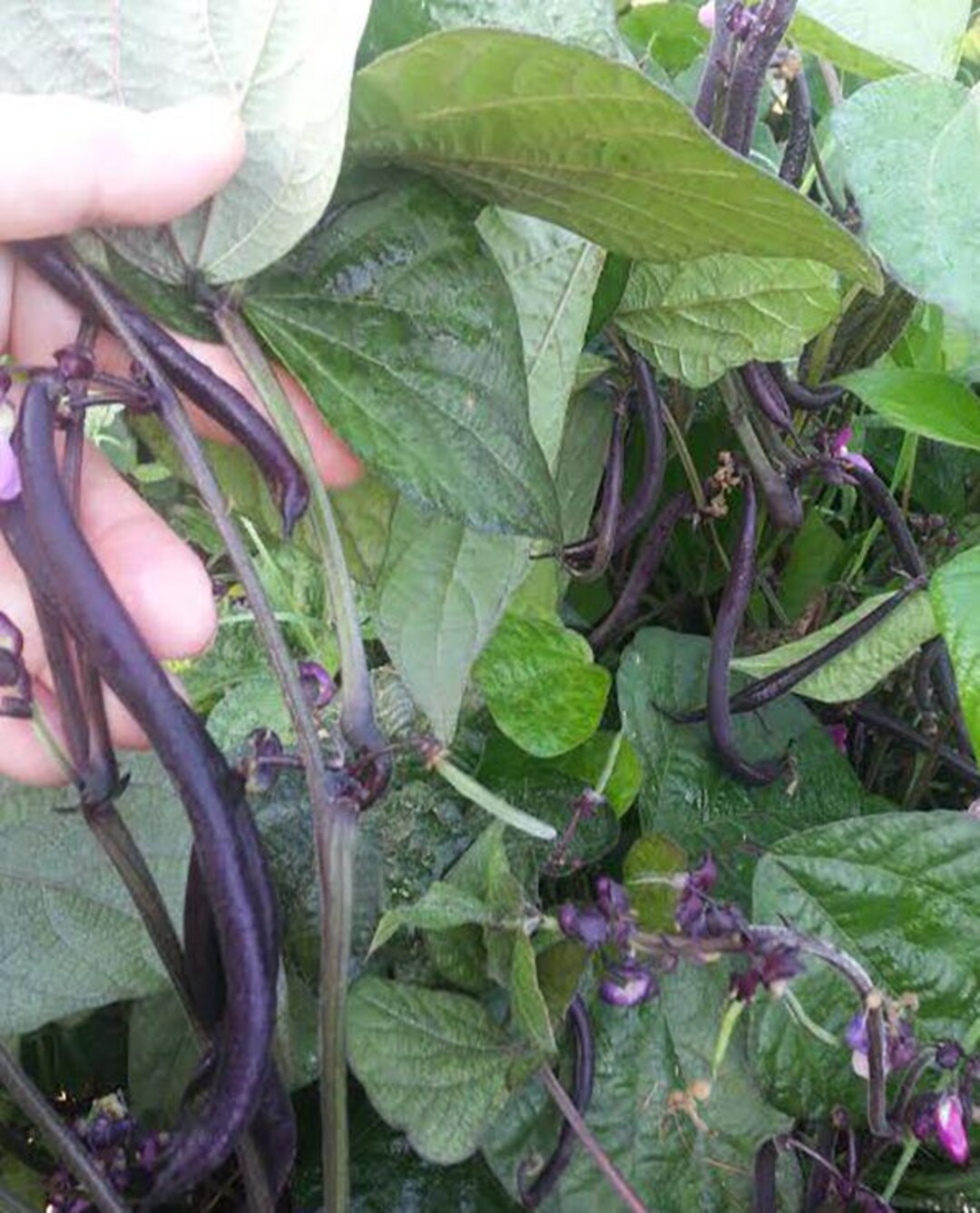 40 Velour Purple Bush French Filet Bean Seeds - Etsy