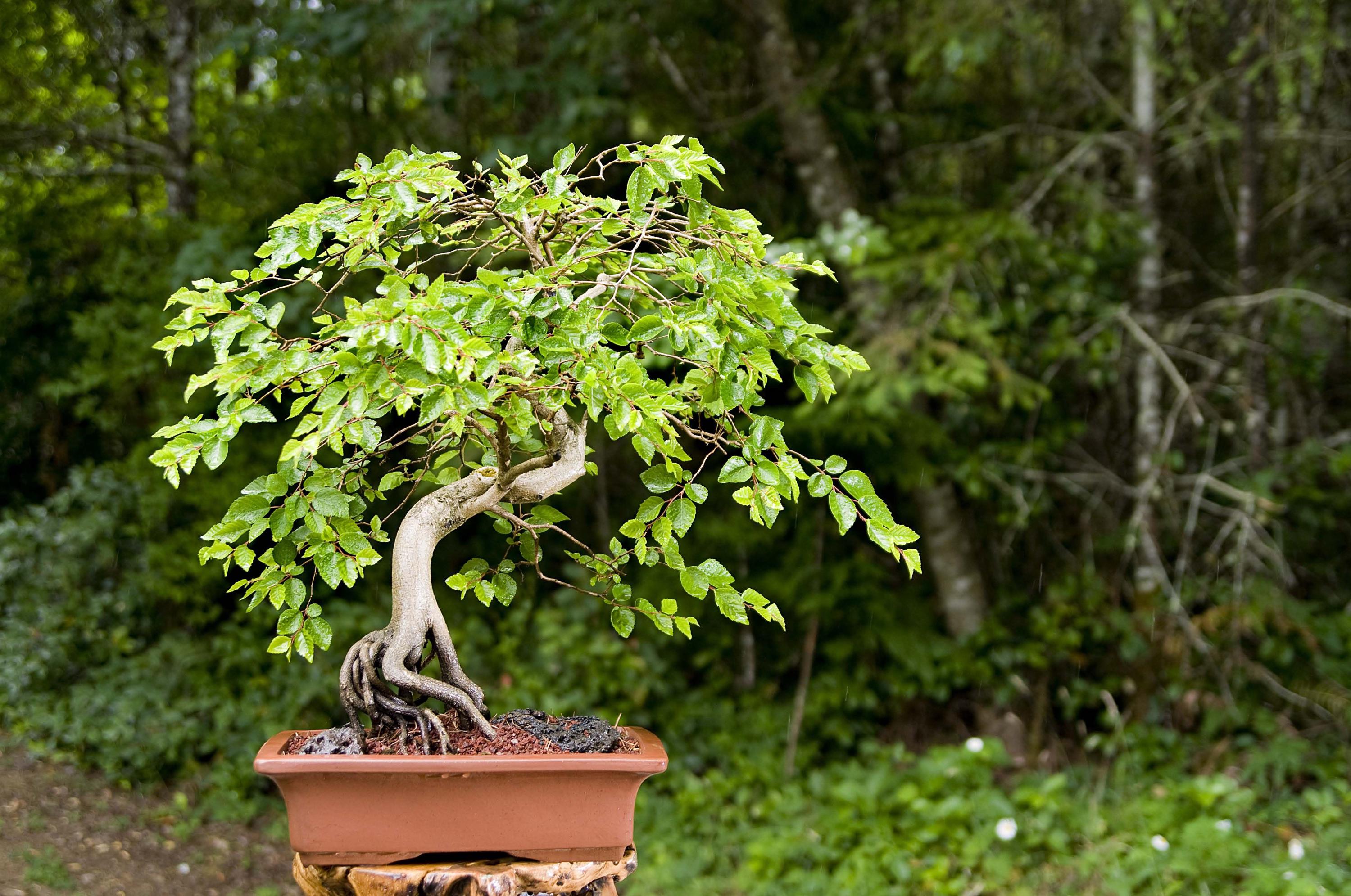 10 Korean Hornbeam Tree Seeds - Etsy