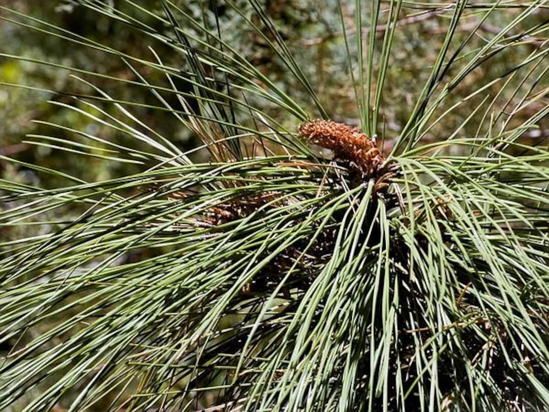 10 Apache White Pine Tree Seeds - Etsy
