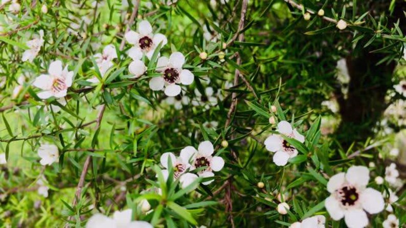 10 White Manuka Tea Tree Seeds lscoparium - Etsy