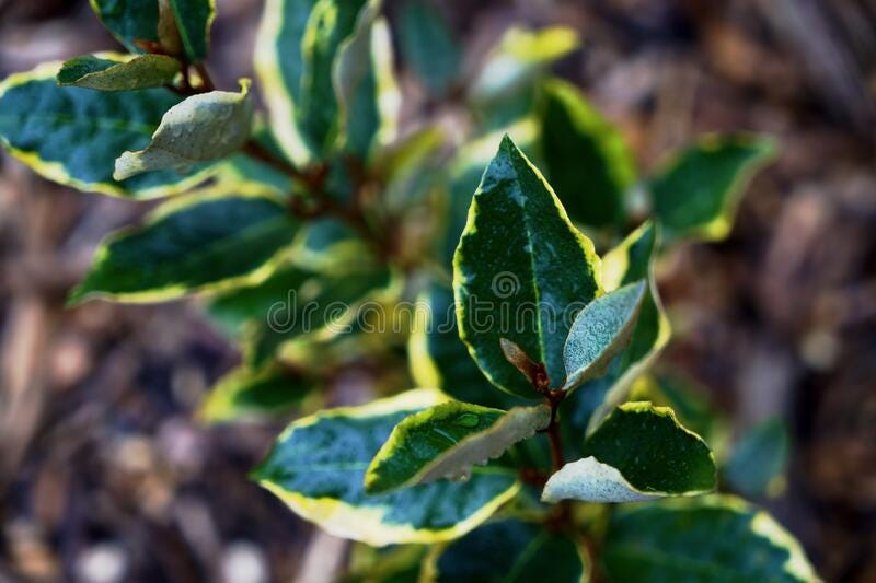 10 Silverberry Tree Seeds - Etsy