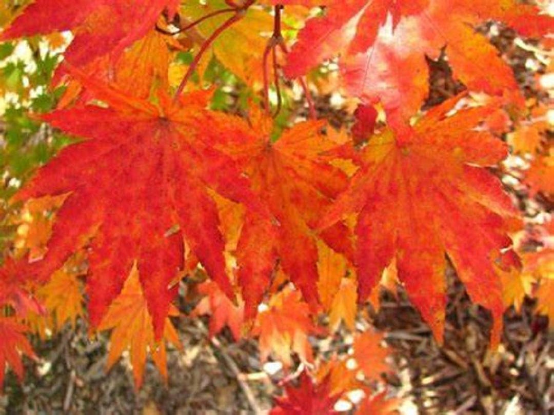 10 Siebold Maple Tree Seeds - Etsy