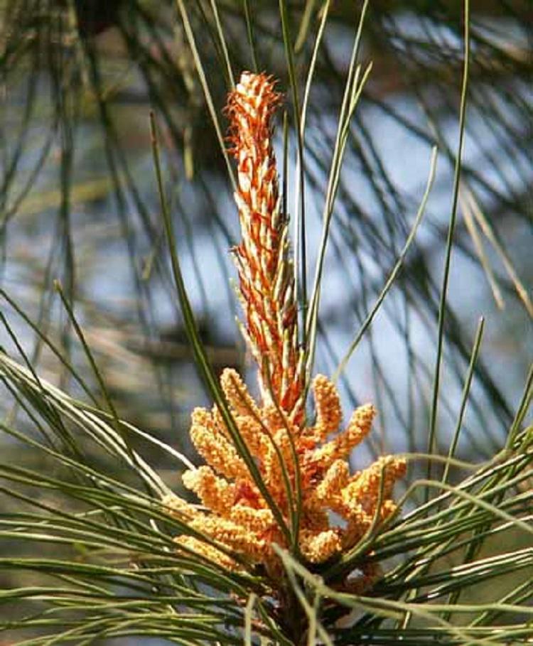 10 Chinese Red Pine Tree Seeds - Etsy