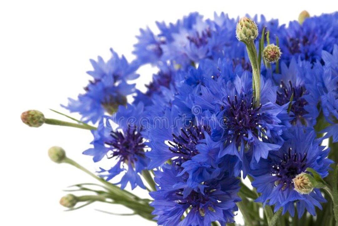 350mg Bachelor Button Blue Boy Flower Seeds - Etsy