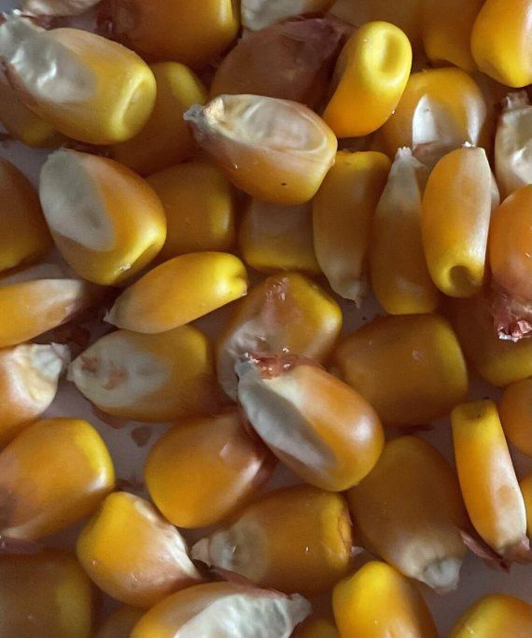 35 Moseby Prolific Corn Seeds - Etsy