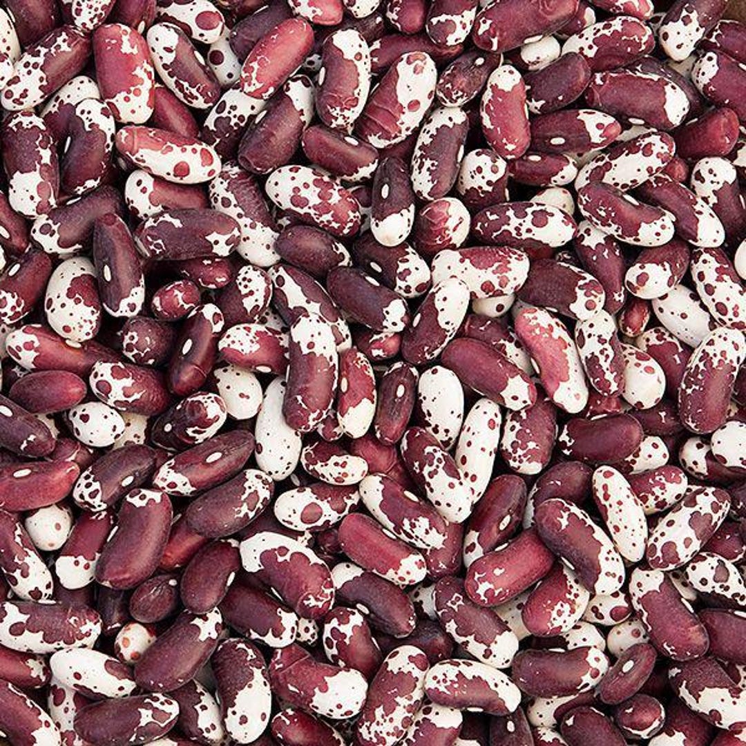 35 Jacob's Cattle White/maroon Bush Bean Seeds - Etsy