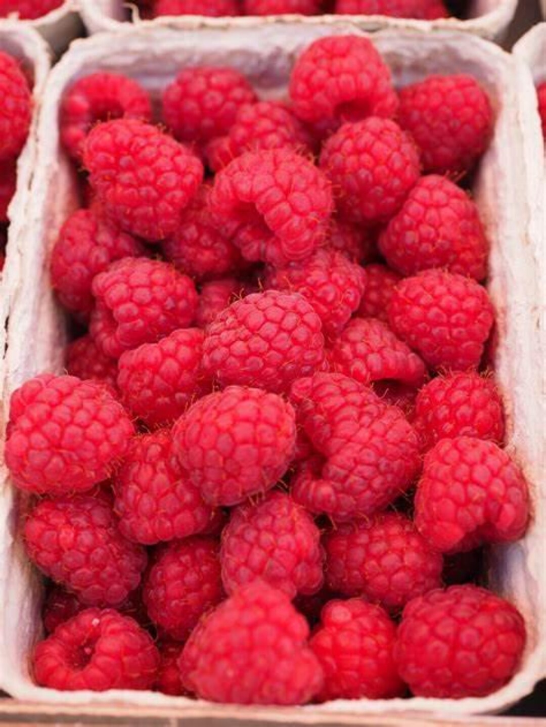 10 Red Raspberry Seeds - Etsy