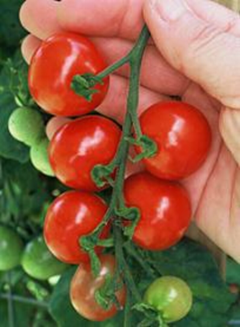 25 Tiny Tim Tomato Seeds - Etsy