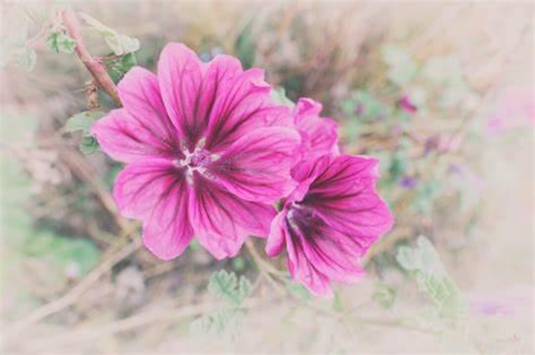 20 Rose Mallow Seeds Mixed Colors - Etsy