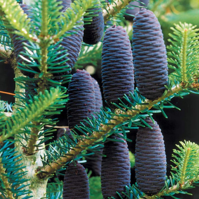 10 Korean Spruce Tree Seeds - Etsy