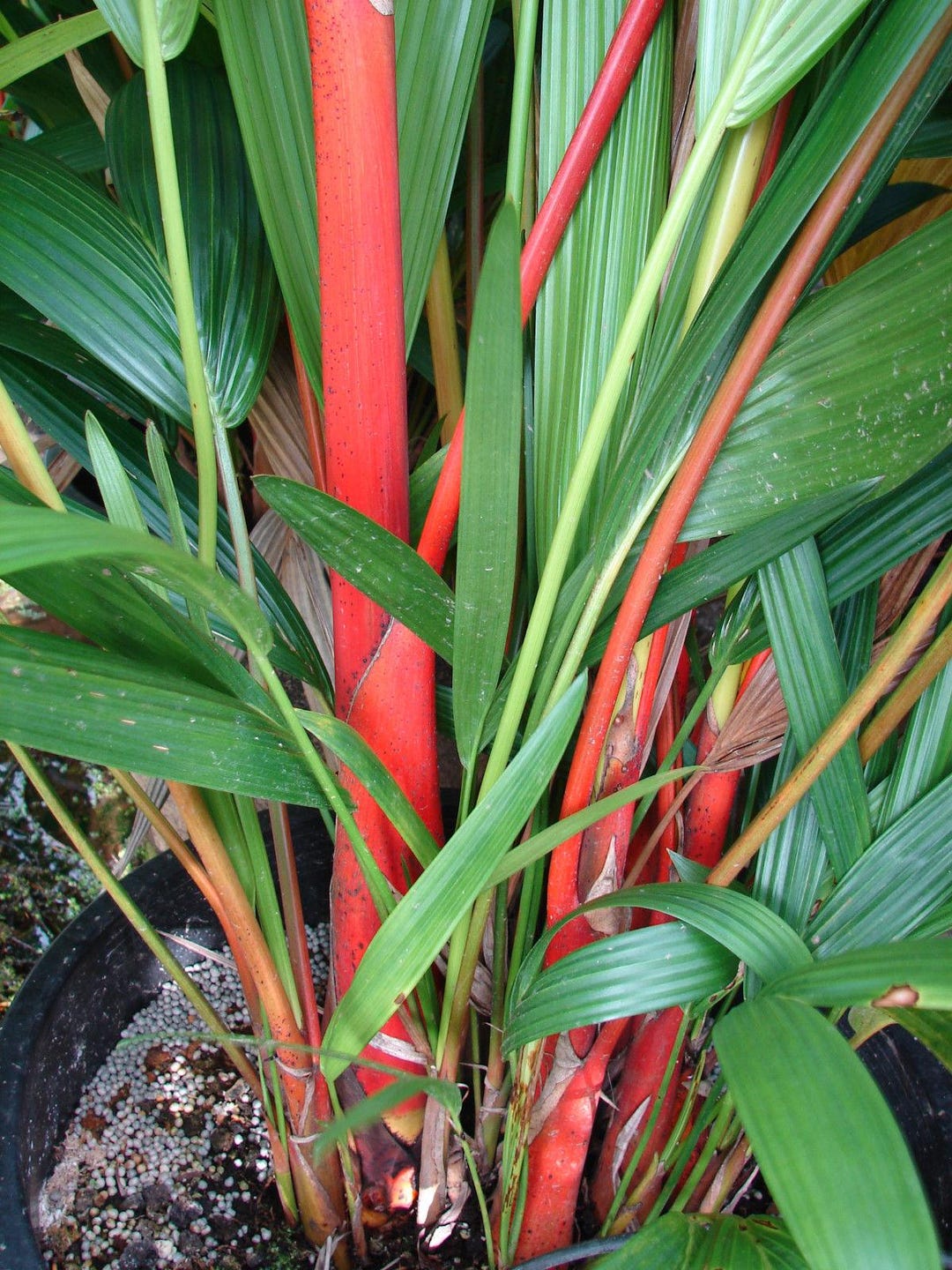 3 Red Wax Palm Tree Seeds - Etsy