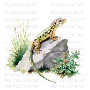Lizard on a Rock Watercolor Clipart, Animal Clip Art | 12 High Quality ...