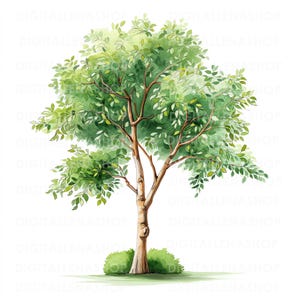 Ash Tree Watercolor Clipart: Botanical Illustrations (digital Download ...