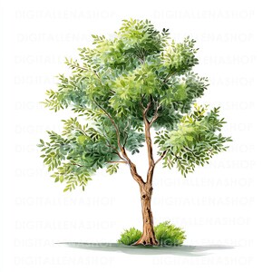 Ash Tree Watercolor Clipart: Botanical Illustrations (digital Download ...