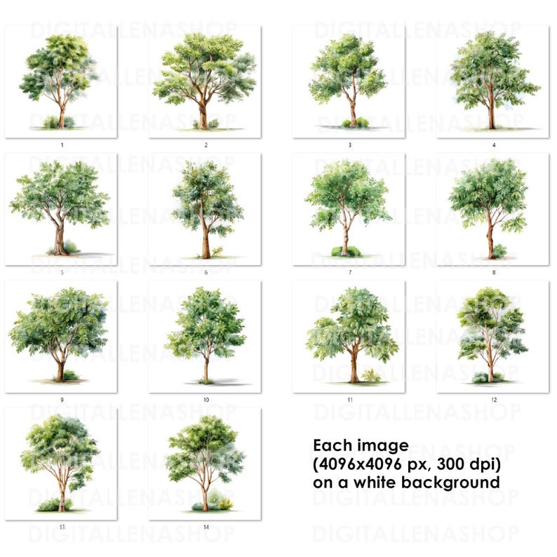 Ash Tree Watercolor Clipart: Botanical Illustrations (digital Download ...