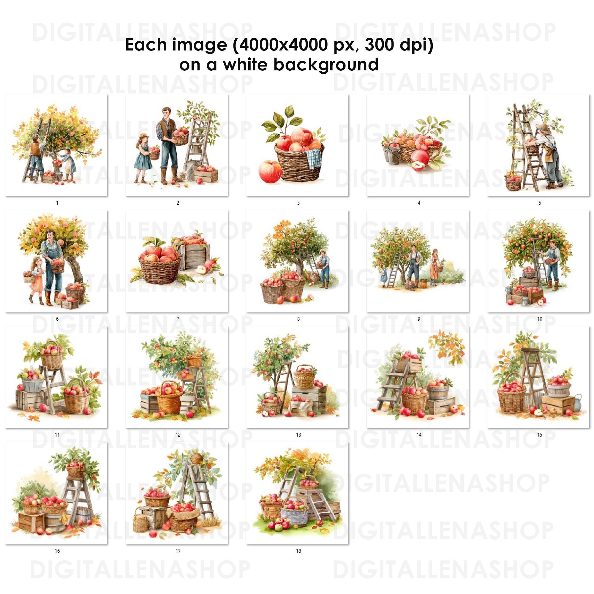 Apple Orchard Watercolor Clipart | Fall Harvest Illustrations (digital ...