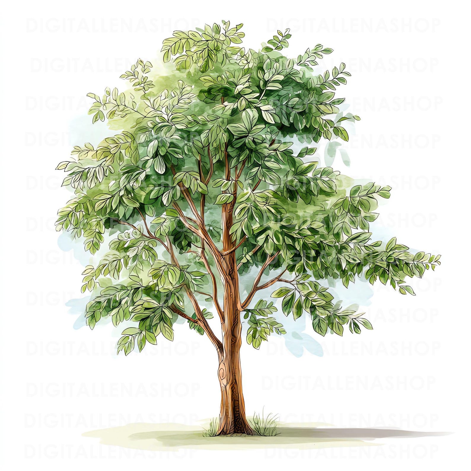 Ash Tree Watercolor Clipart: Botanical Illustrations (digital Download ...