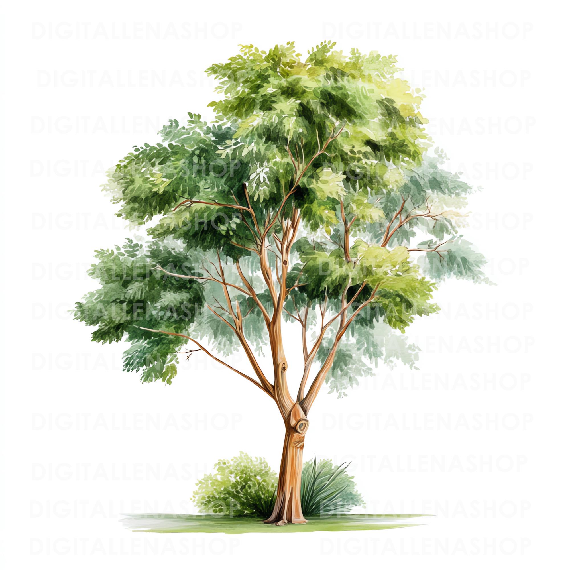 Ash Tree Watercolor Clipart: Botanical Illustrations (digital Download ...