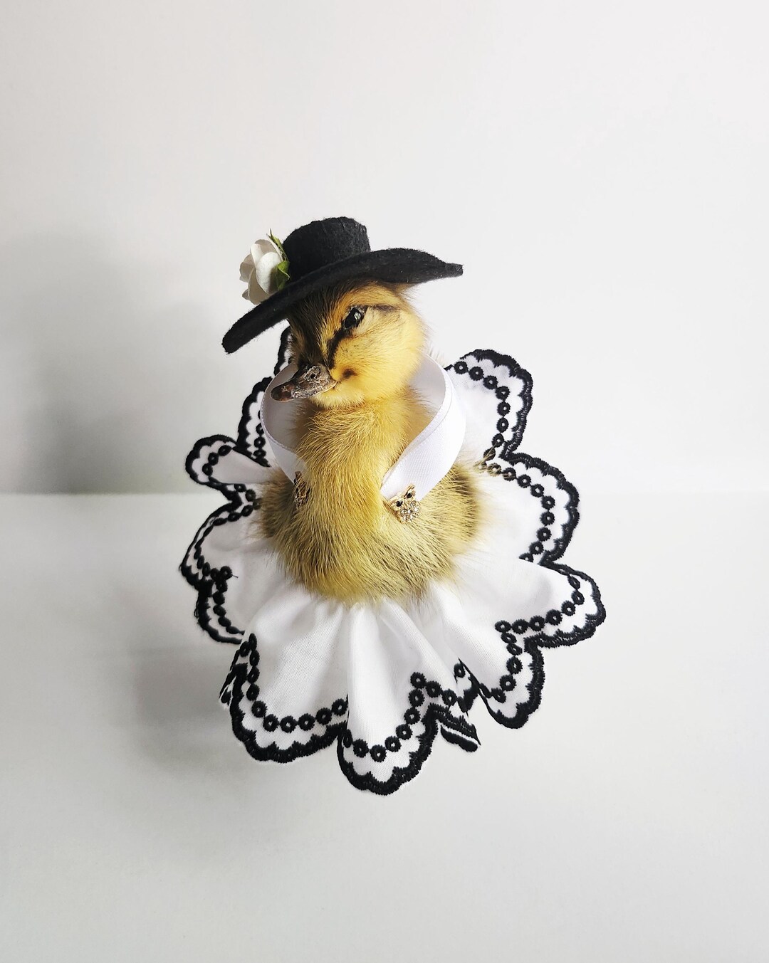 Duck in a Dress, Taxidermy Duck Doll, Real Stuffed Duckling ...