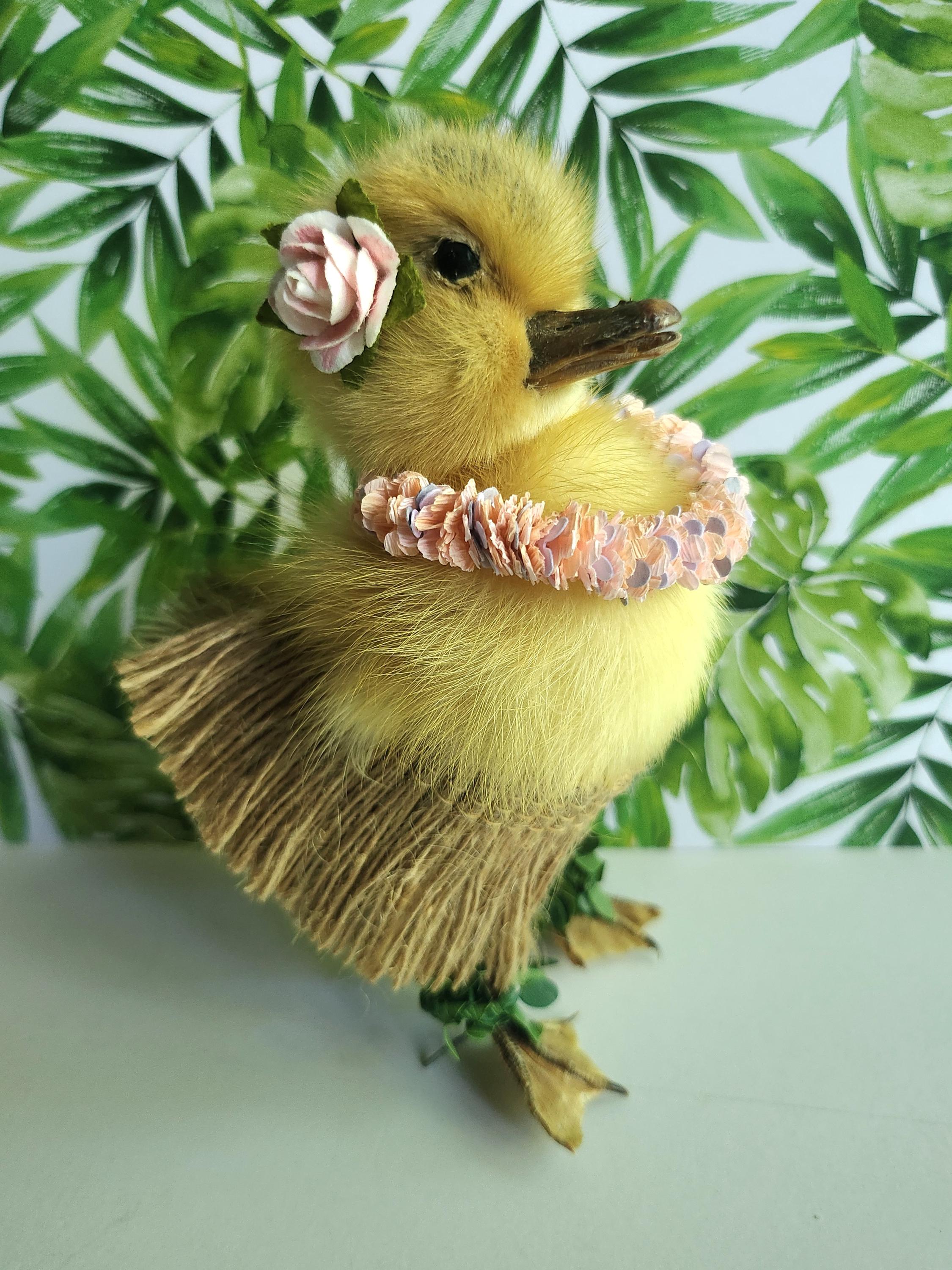 Hula Girl Yellow Duckling Taxidermy, Polynesian Dancer Duck Doll ...