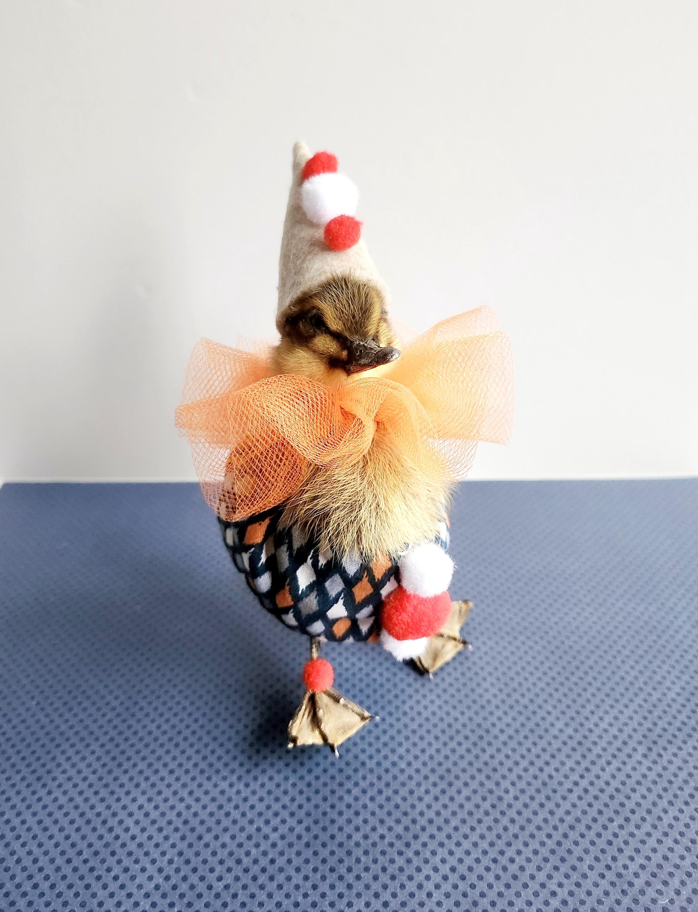 Pierrot Taxidermy Duckling, Blue and Orange Sad Duck Clown, Real ...