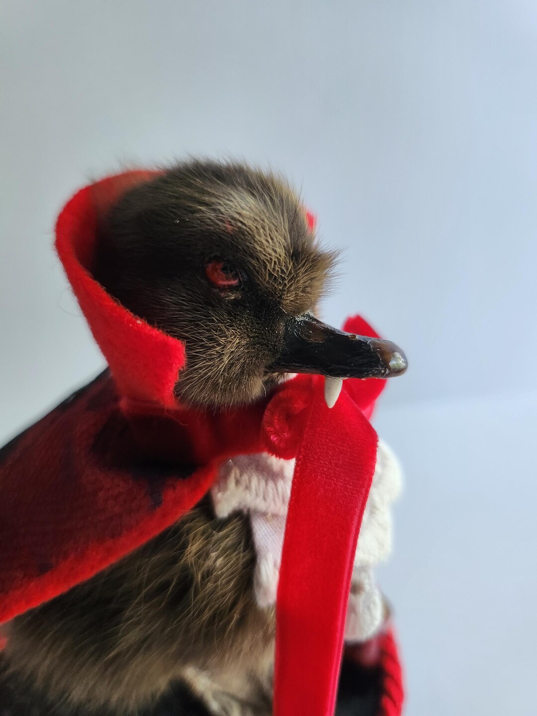 Duckula OOAK Taxidermy Duck, Dracula Real Duckling, Curiosities and ...