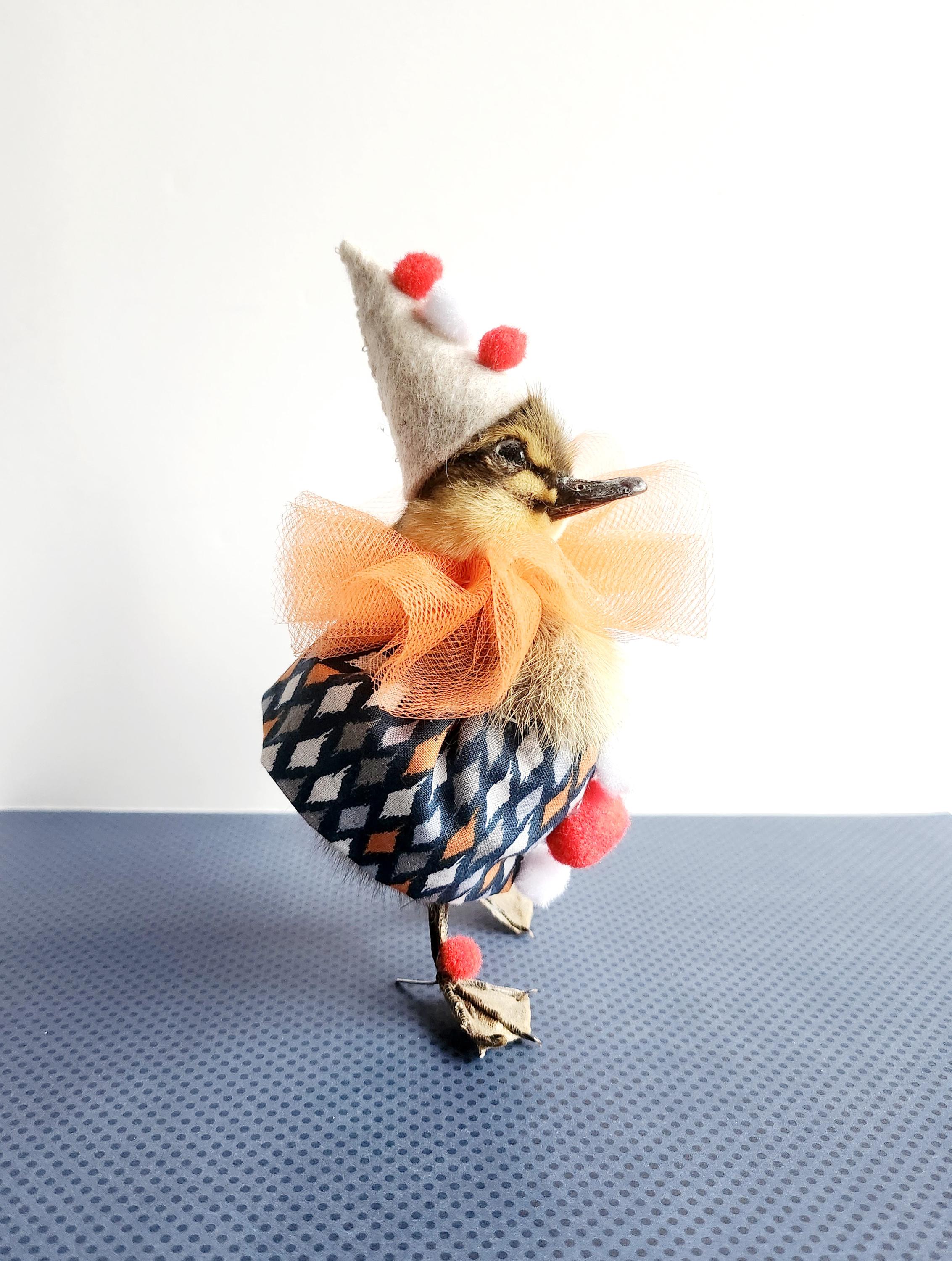 Pierrot Taxidermy Duckling, Blue and Orange Sad Duck Clown, Real ...