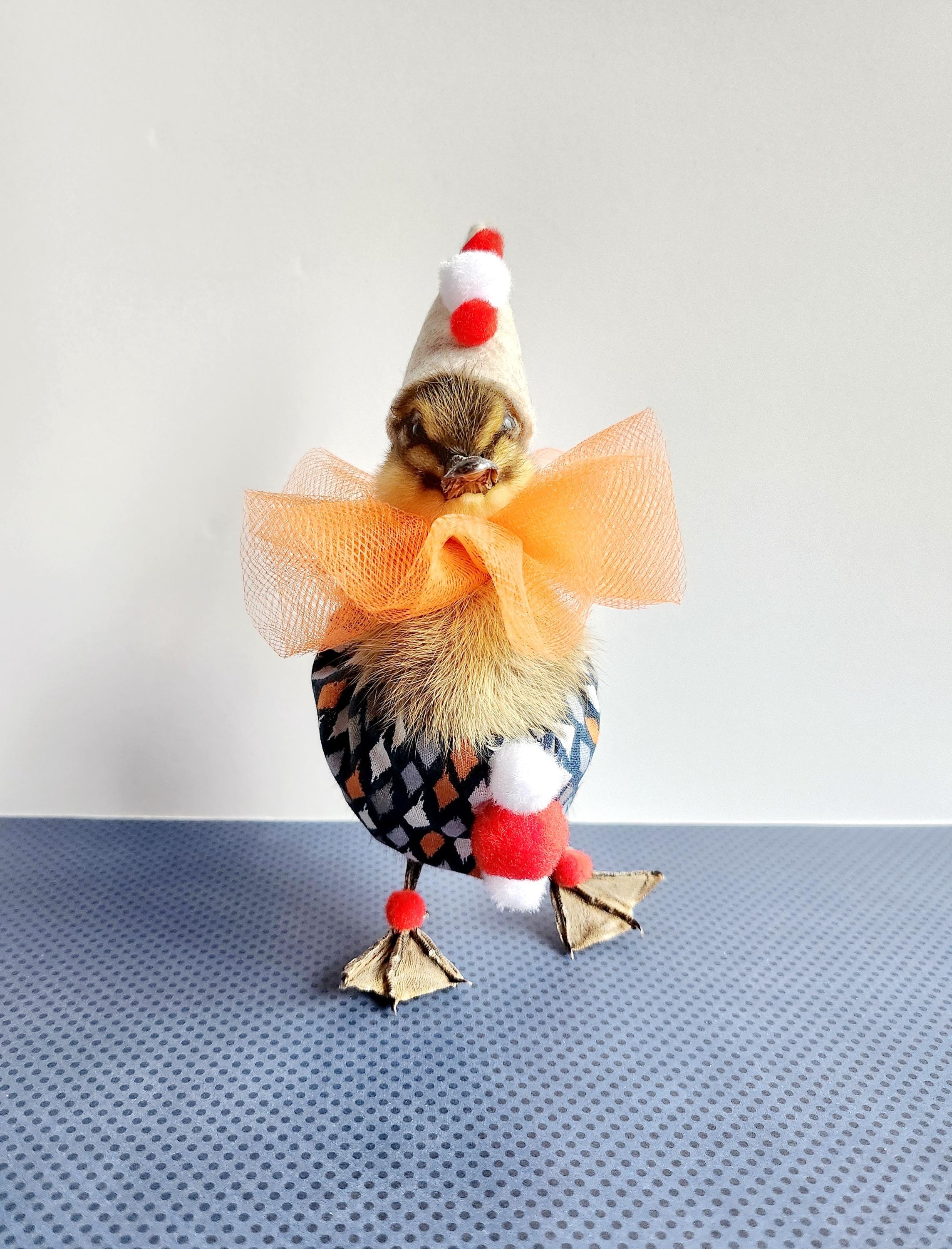 Pierrot Taxidermy Duckling, Blue and Orange Sad Duck Clown, Real ...