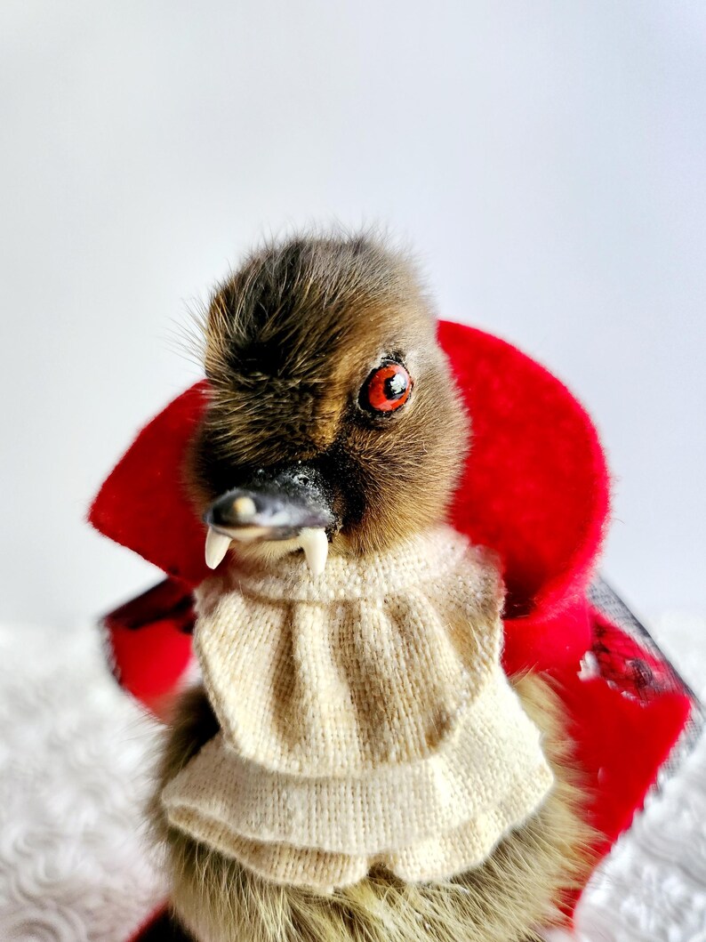 Duckula OOAK Taxidermy Duck, Dracula Real Duckling, Curiosities and ...