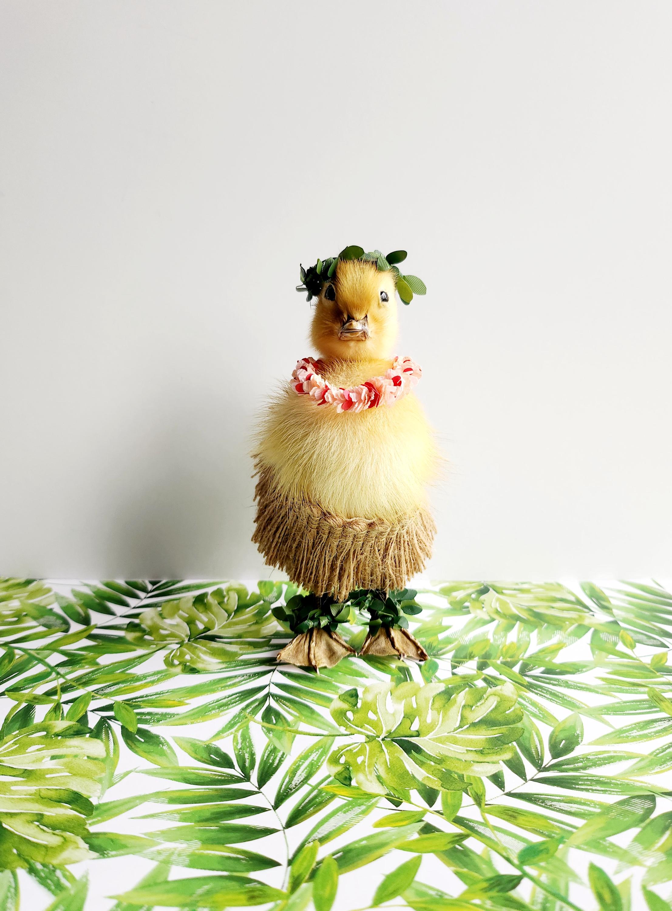 Hula Girl Yellow Duckling Taxidermy, Polynesian Dancer Duck Doll ...