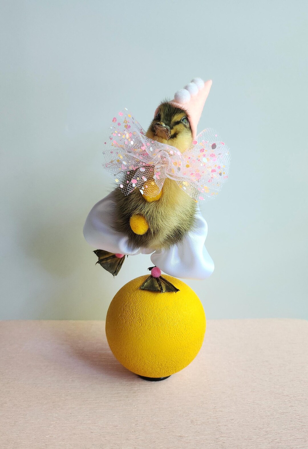 Pierrot Duckling Taxidermy, Ball Balance Act Duck Clown, Real Stuffed ...