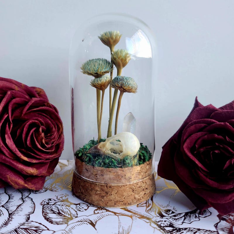 Mini Cloche - Etsy