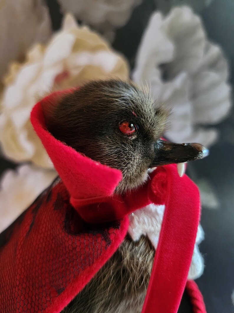 Duckula OOAK Taxidermy Duck, Dracula Real Duckling, Curiosities and ...