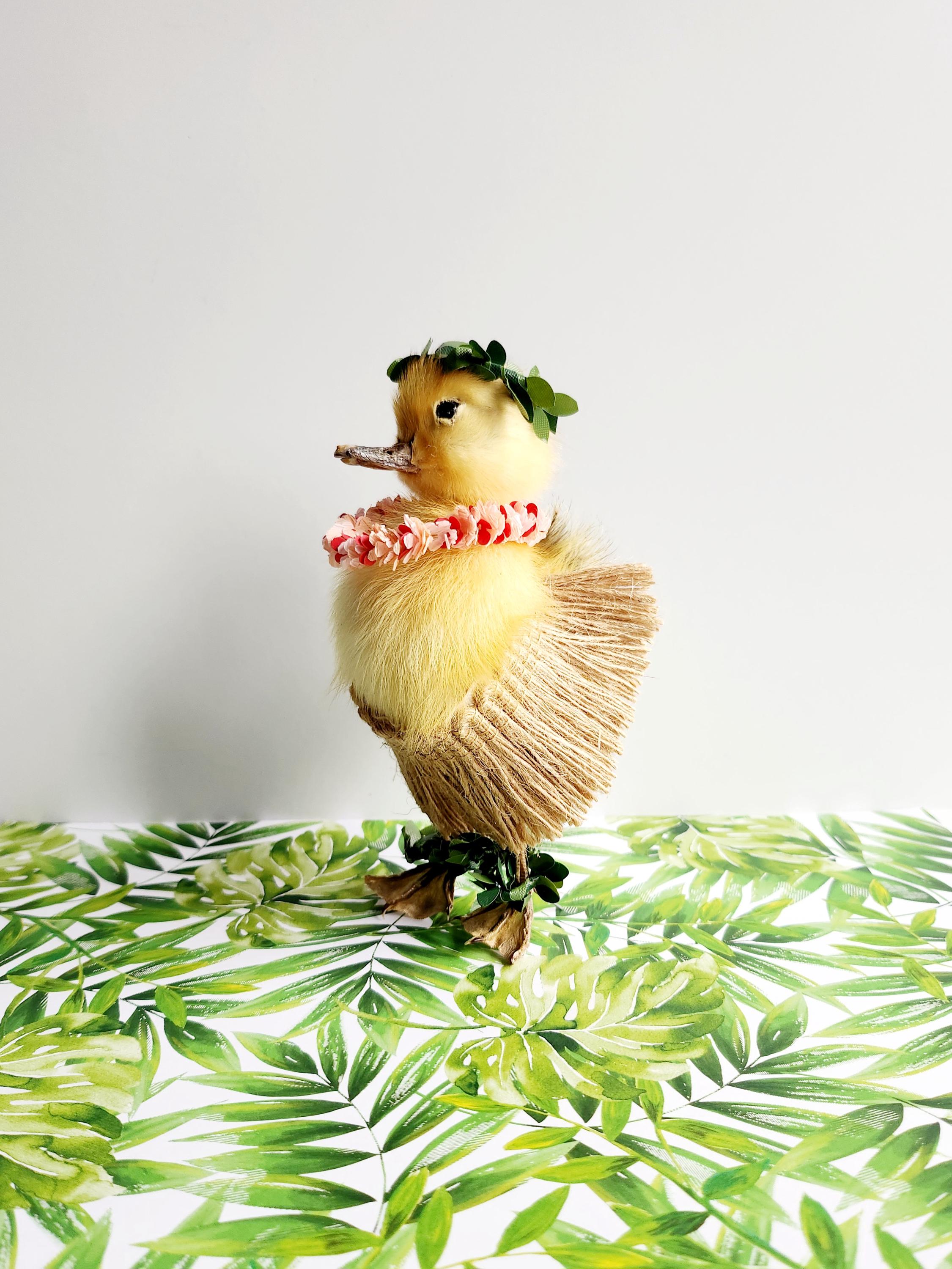 Hula Girl Yellow Duckling Taxidermy, Polynesian Dancer Duck Doll ...