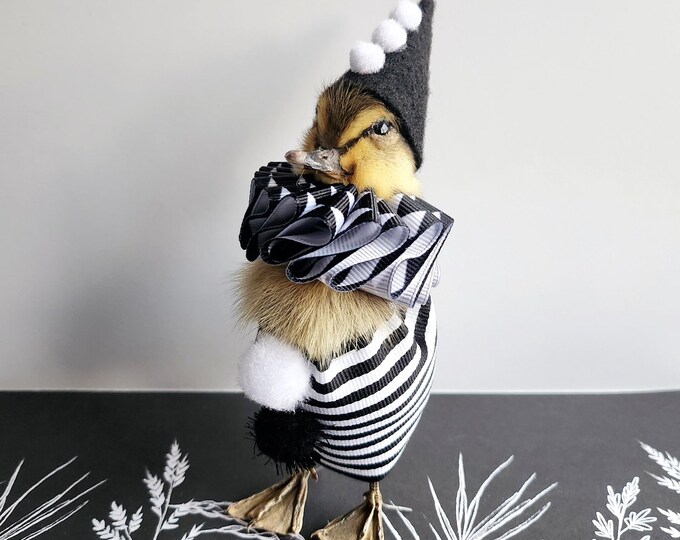 Pierrot Taxidermy Duckling, Black and White Sad Duck Clown, Real ...