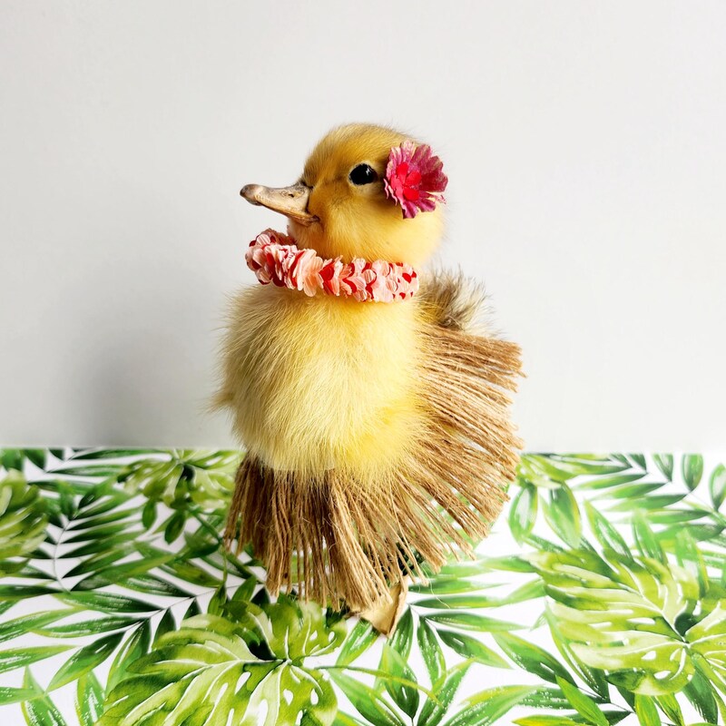 Hula Girl - Etsy