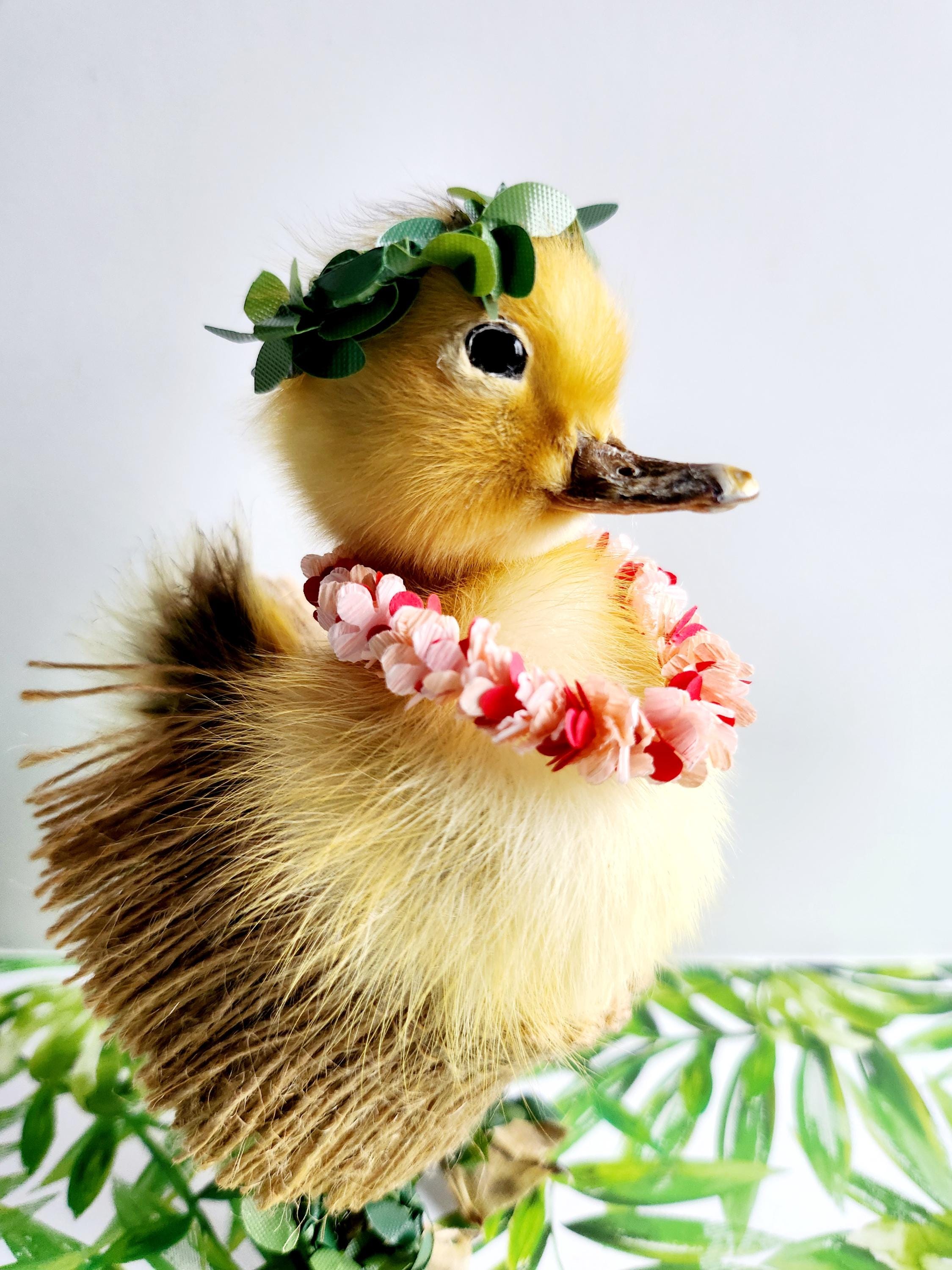 Hula Girl Yellow Duckling Taxidermy, Polynesian Dancer Duck Doll ...