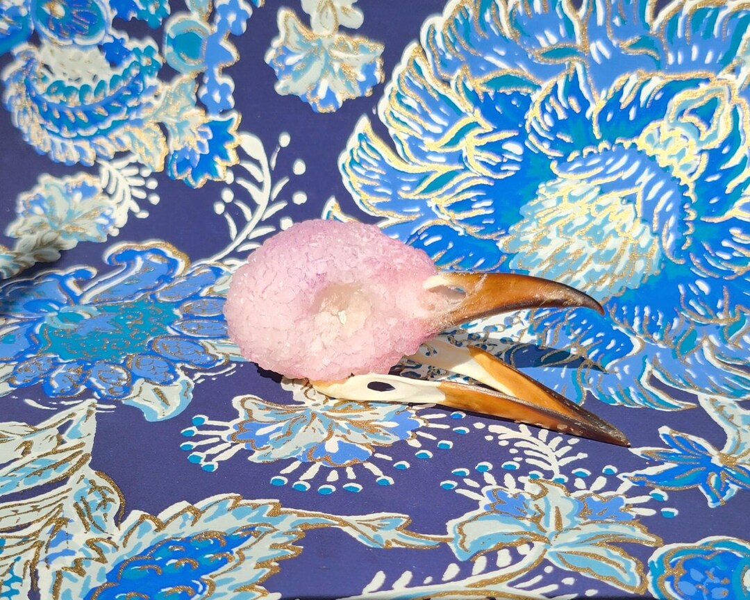 Crystallized Corvid Bird Skull With Beak Sheath, Carrion Crow Pink ...