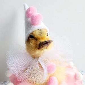 Pierrot Taxidermy Yellow Duckling, Pink Pom Pom Silly Sad Duck Clown ...