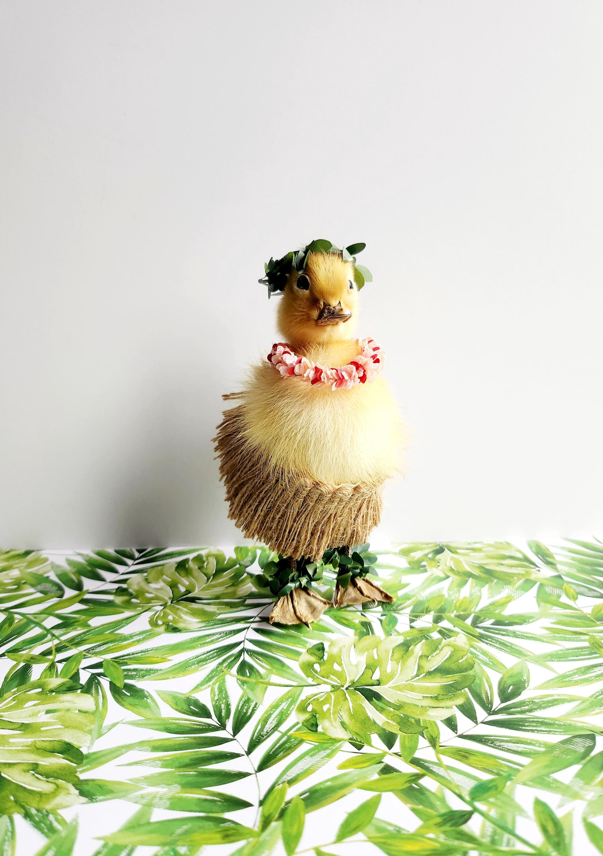 Hula Girl Yellow Duckling Taxidermy, Polynesian Dancer Duck Doll ...