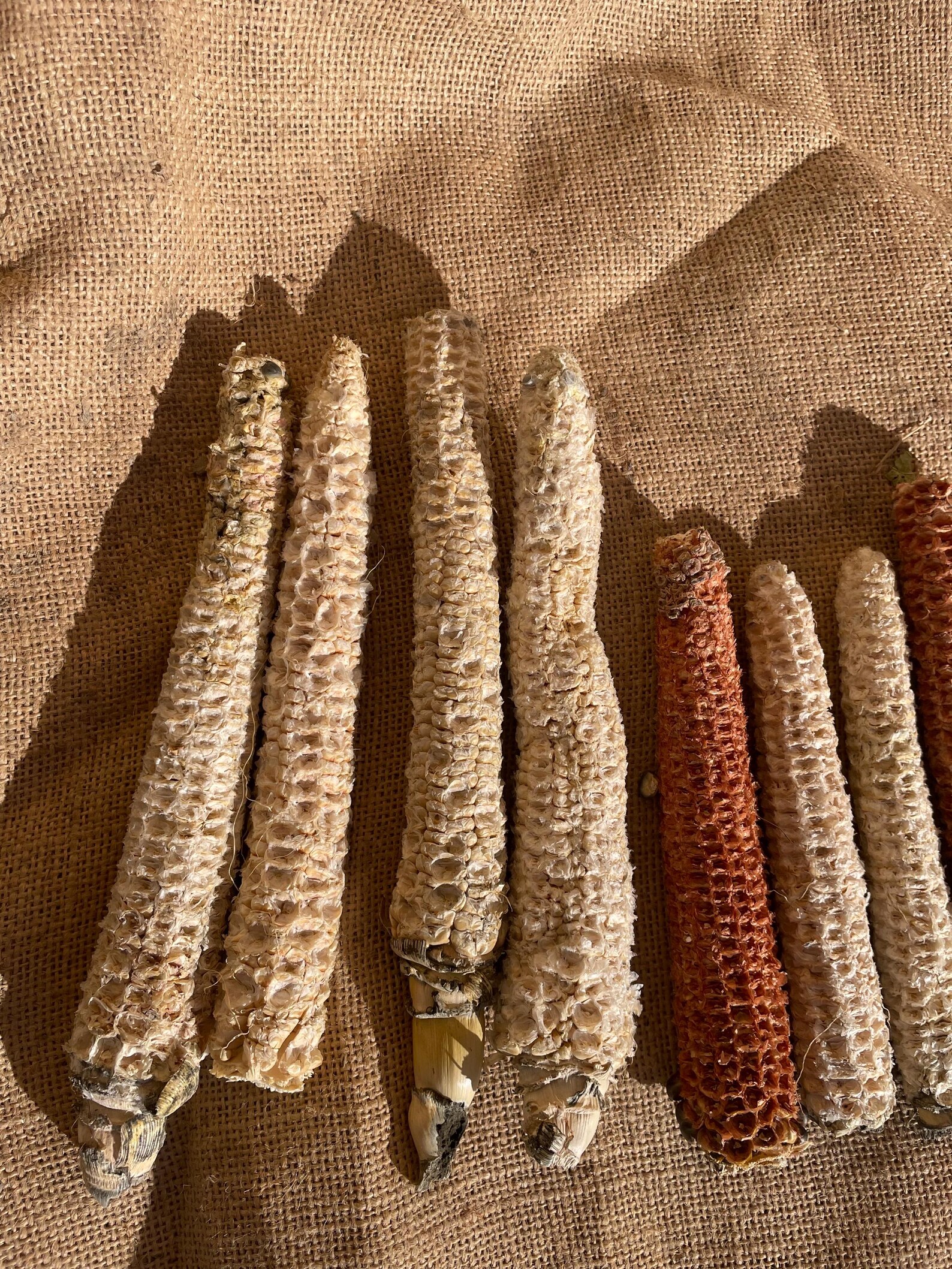 Dried Corn Cobs 5-20 Sizes 3-6 or 6-10 Inches Primitive and Natural ...