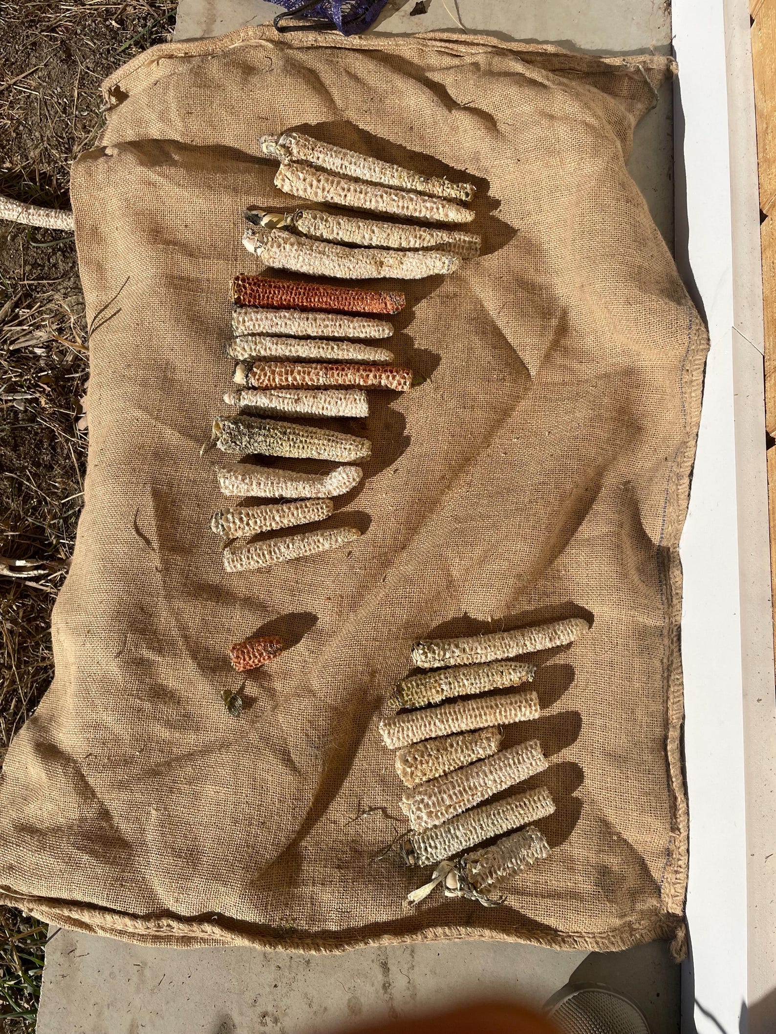 Dried Corn Cobs 5-20 Sizes 3-6 or 6-10 Inches Primitive and Natural ...