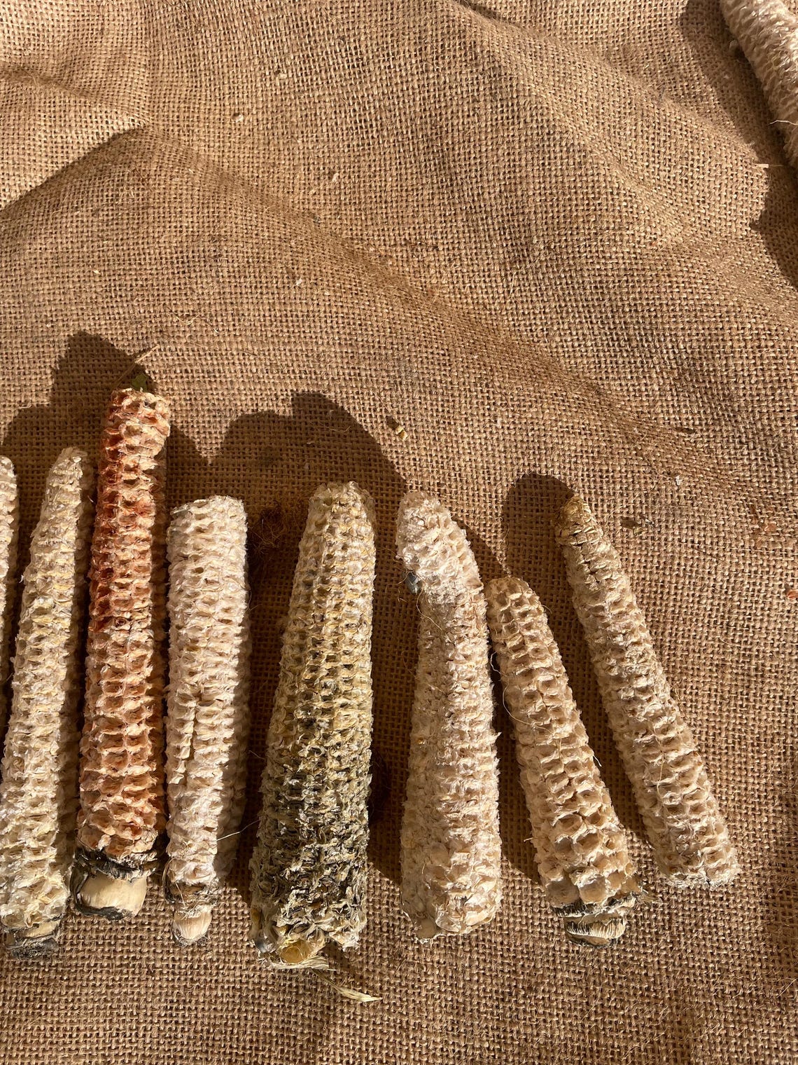 Dried Corn Cobs 5-20 Sizes 3-6 or 6-10 Inches Primitive and Natural ...