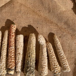 Dried Corn Cobs 5-20 Sizes 3-6 or 6-10 Inches Primitive and Natural From Blue Corn Beige and Red ...