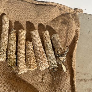 Dried Corn Cobs 5-20 Sizes 3-6 or 6-10 Inches Primitive and Natural From Blue Corn Beige and Red ...