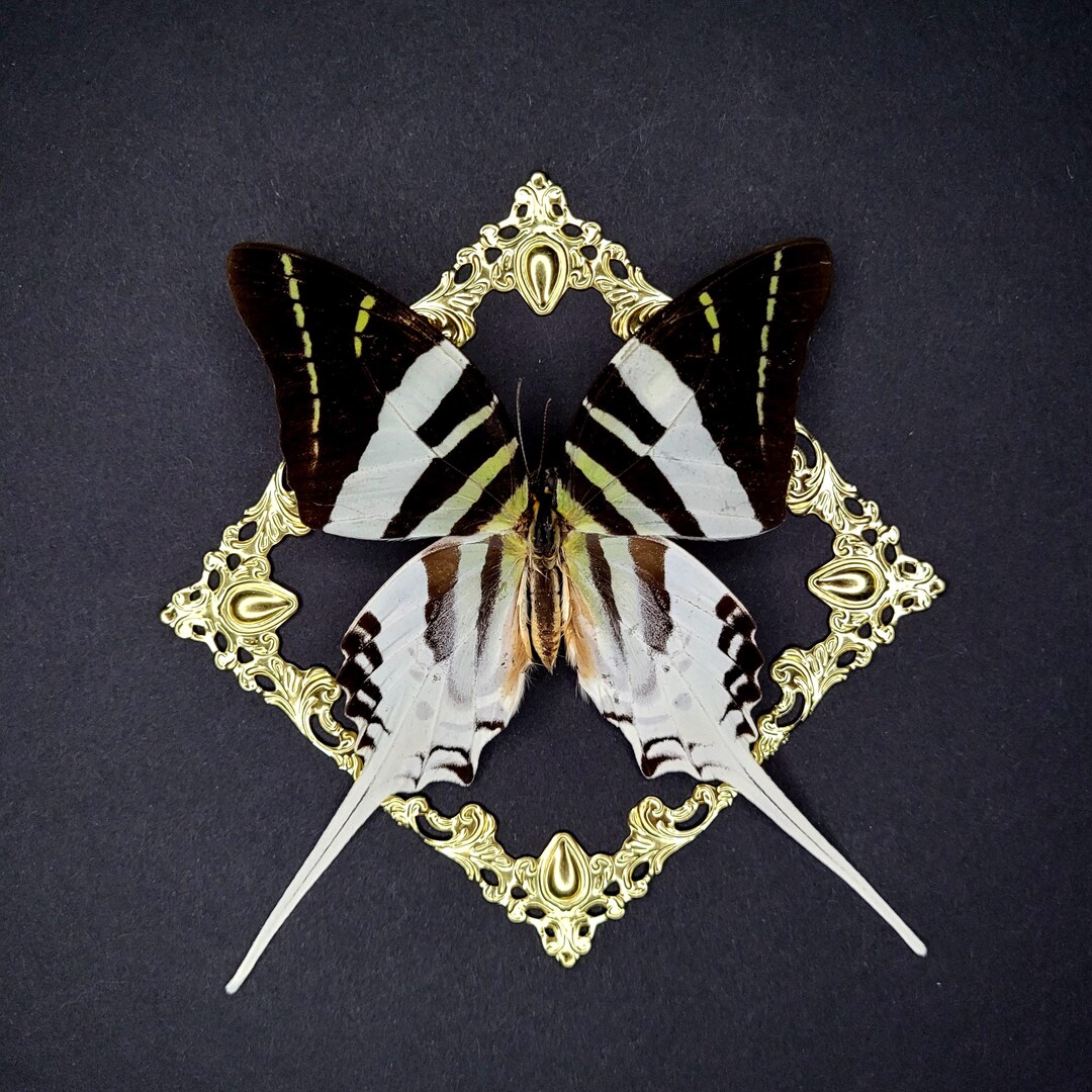 Real Butterfly Graphium Androcles | 3D Picture Frame With Swallowtail ...