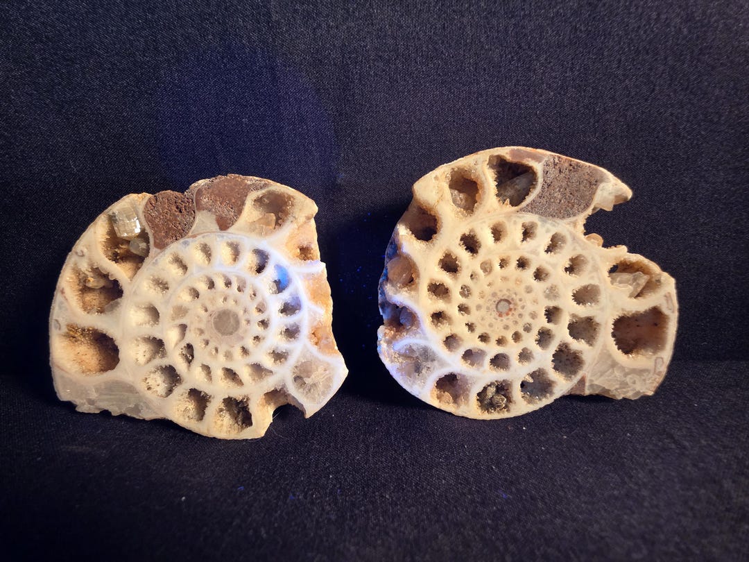 Unique! 174g UV Reactive Ammonite Pair From East Nusa Tenggara, Indonesia! Free Fast Shipping ...